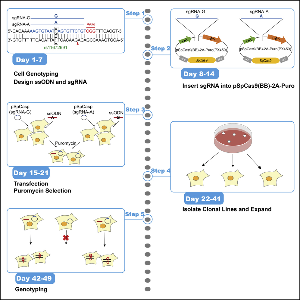 Cell Press: STAR Protocols