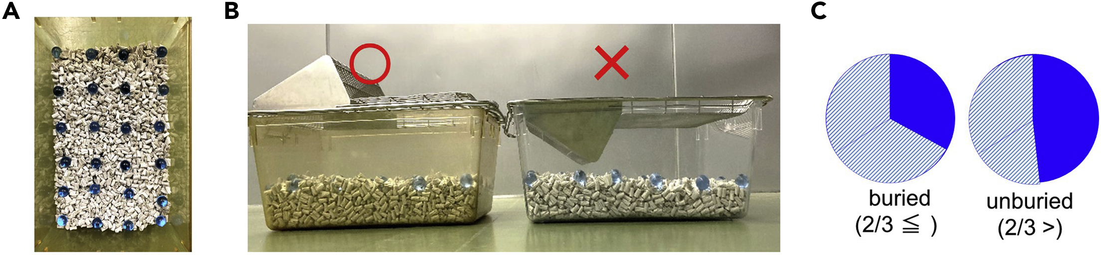 Cell Press: STAR Protocols