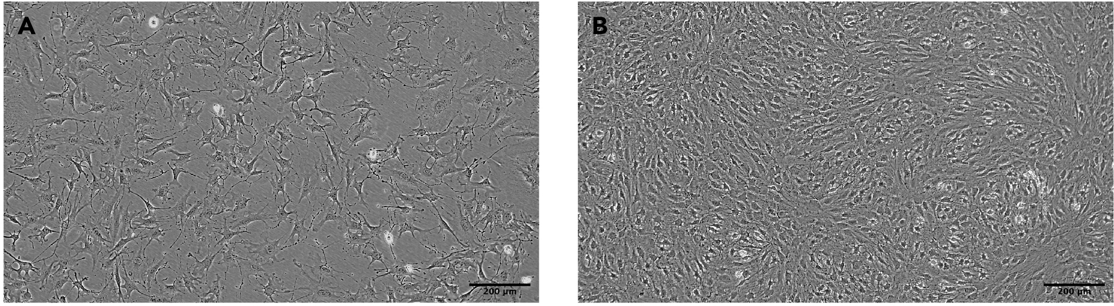 Cell Press: STAR Protocols
