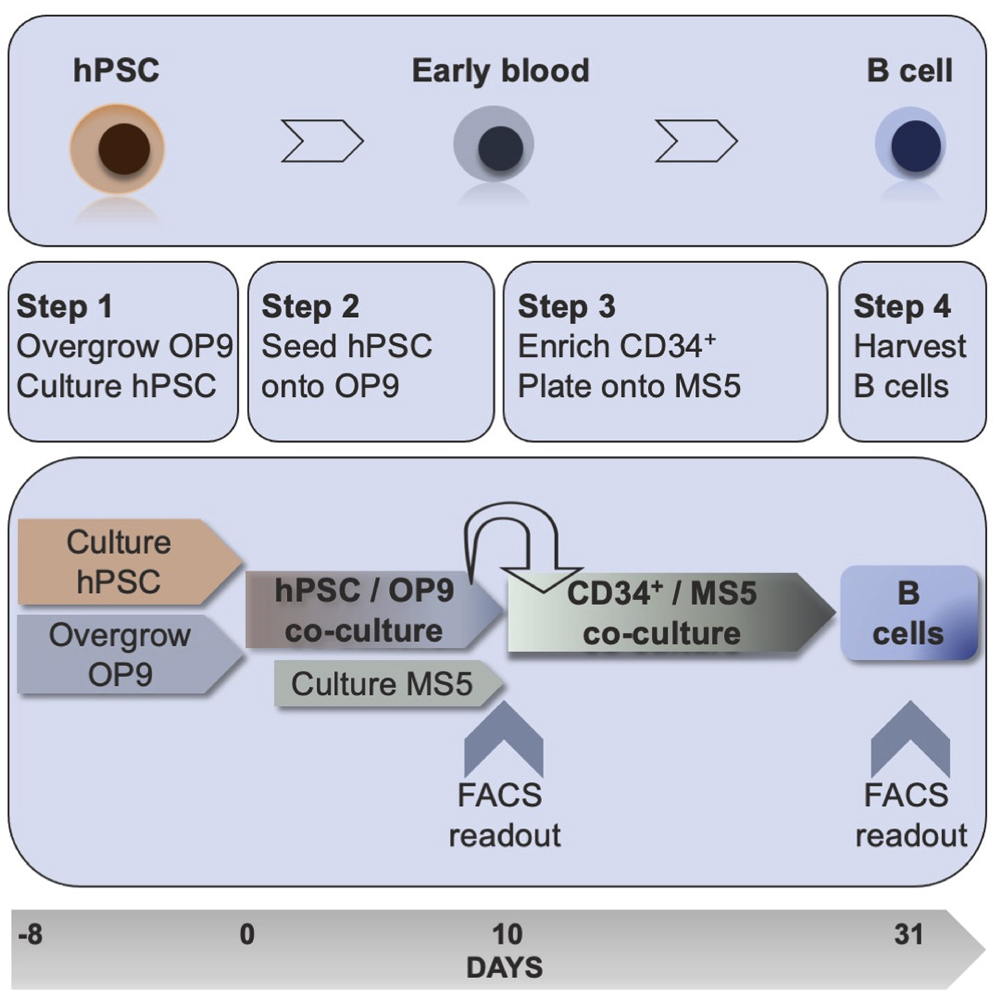 Cell Press: STAR Protocols