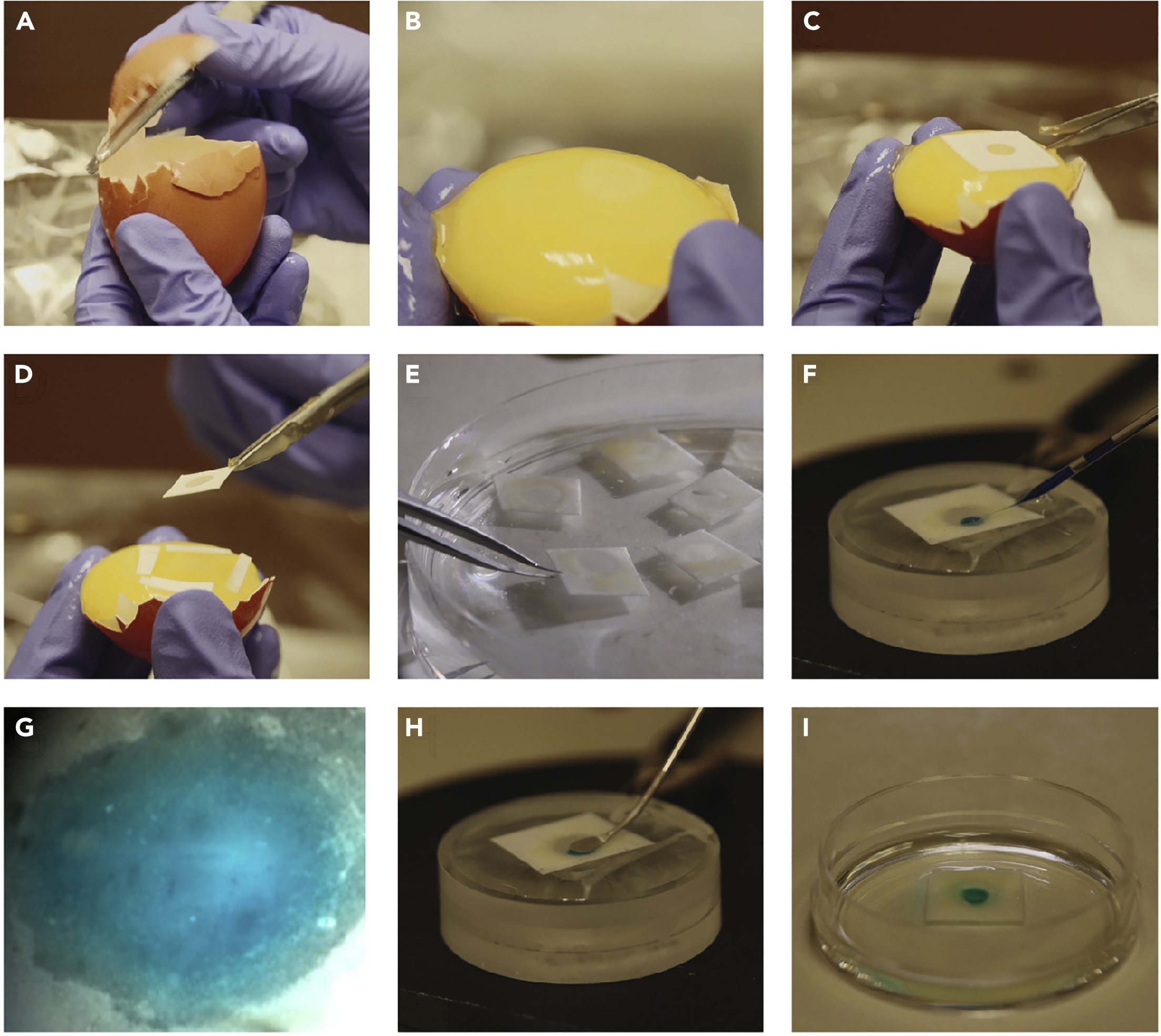 Cell Press: STAR Protocols