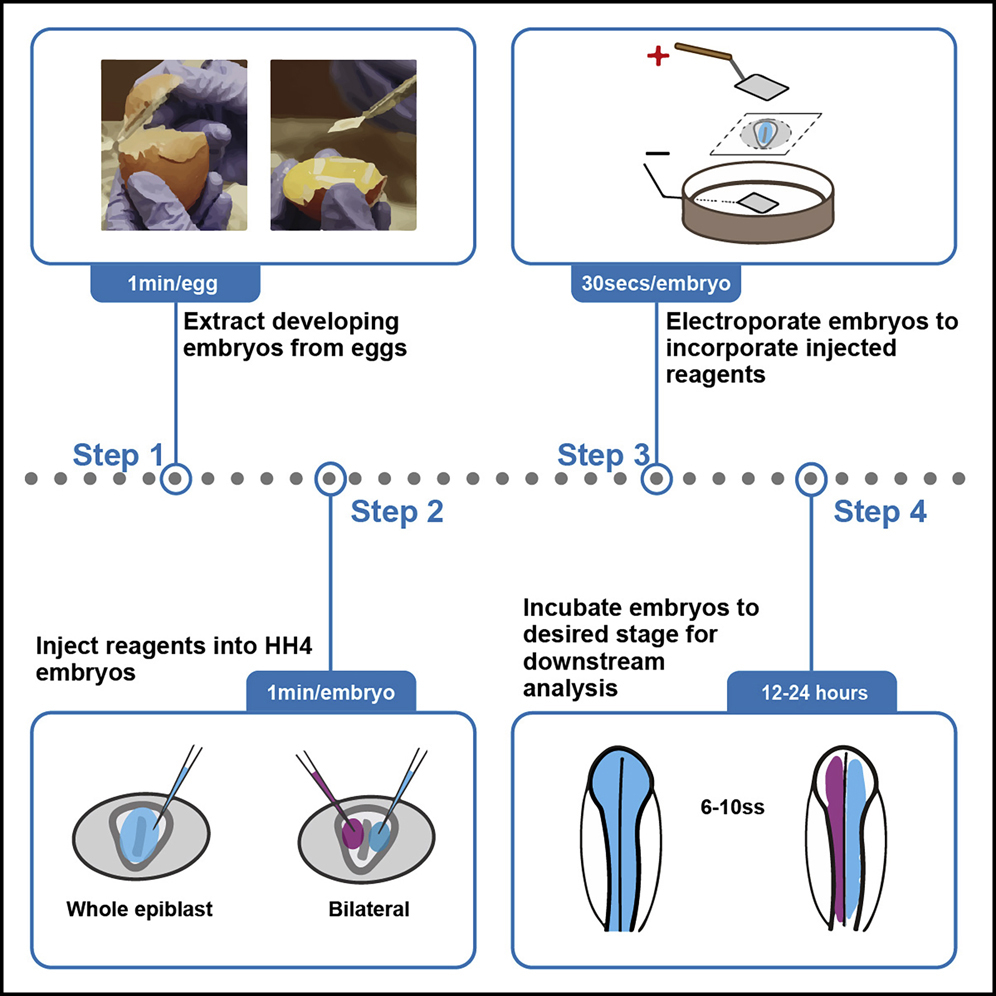 Cell Press: STAR Protocols