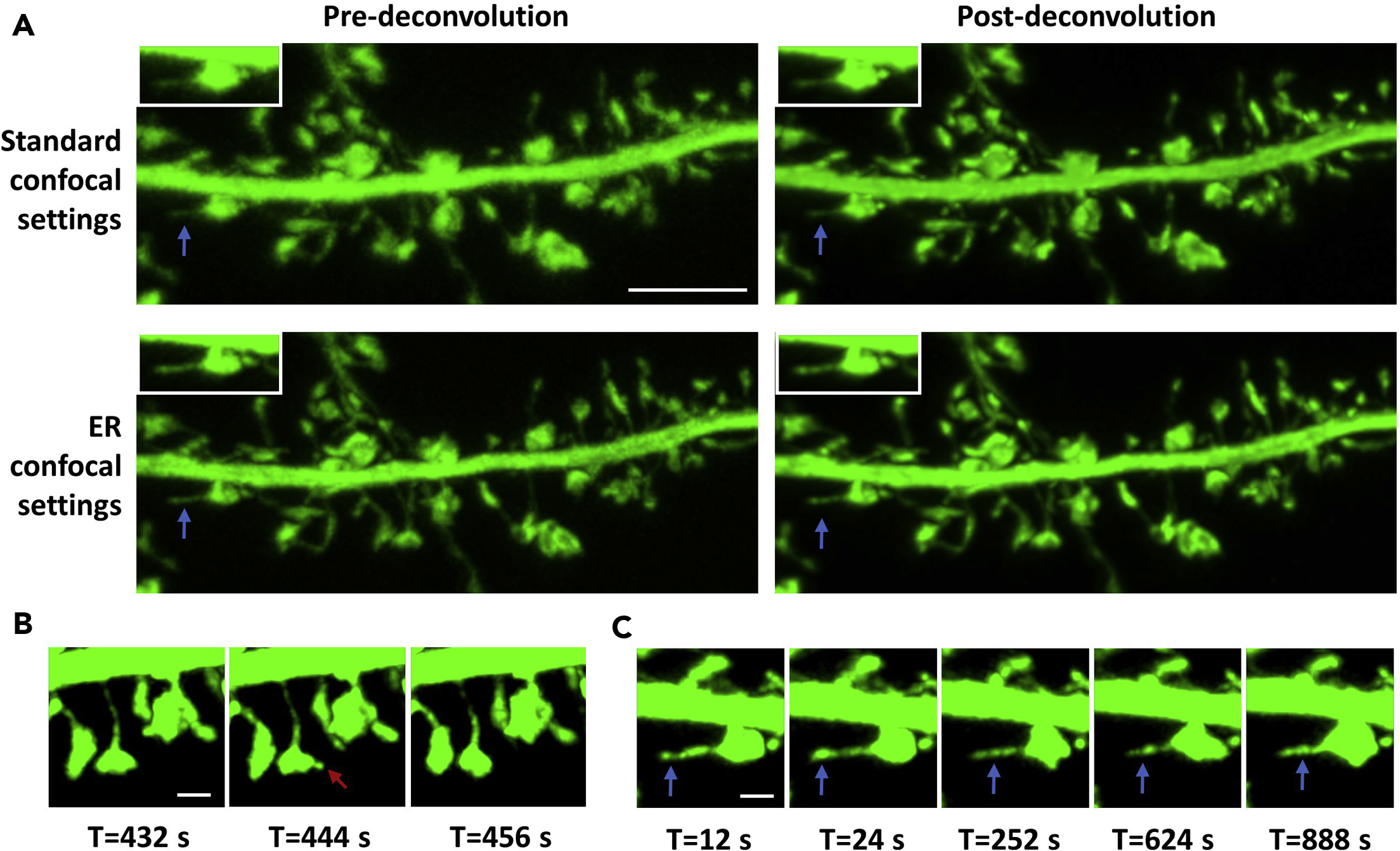 Cell Press: STAR Protocols
