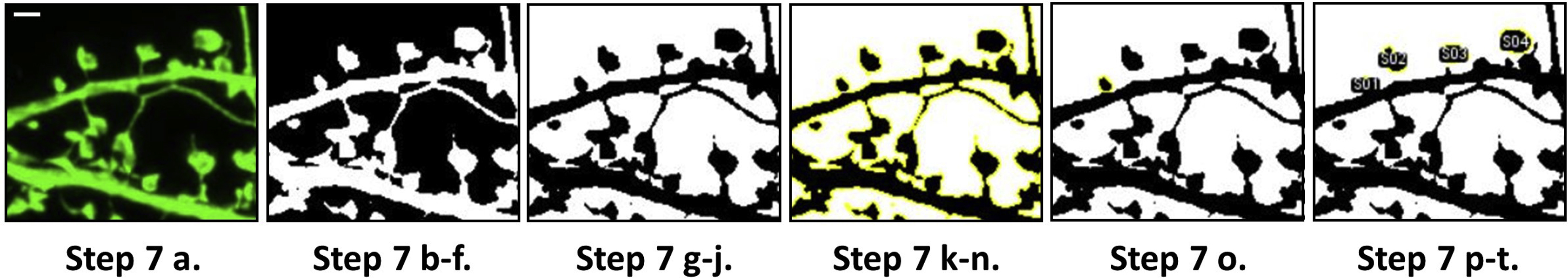 Cell Press: STAR Protocols