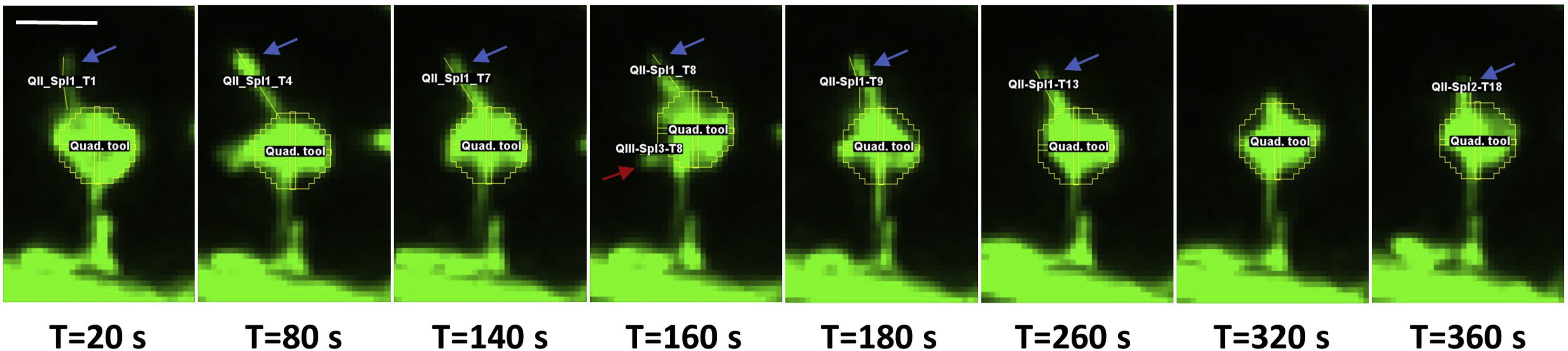 Cell Press: STAR Protocols
