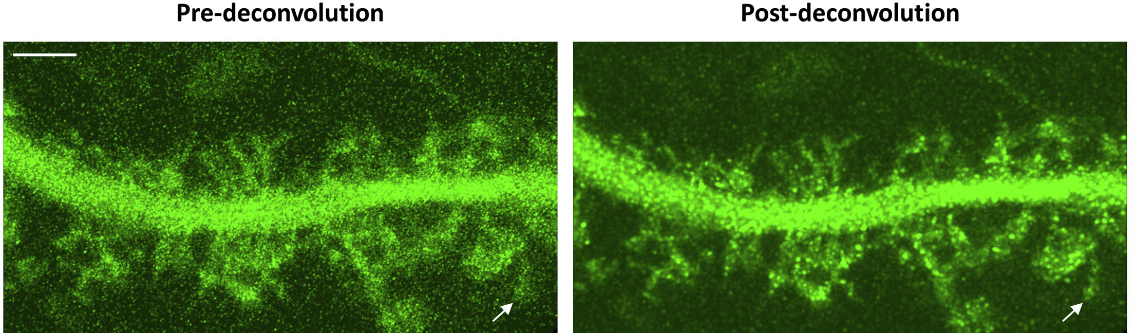 Cell Press: STAR Protocols