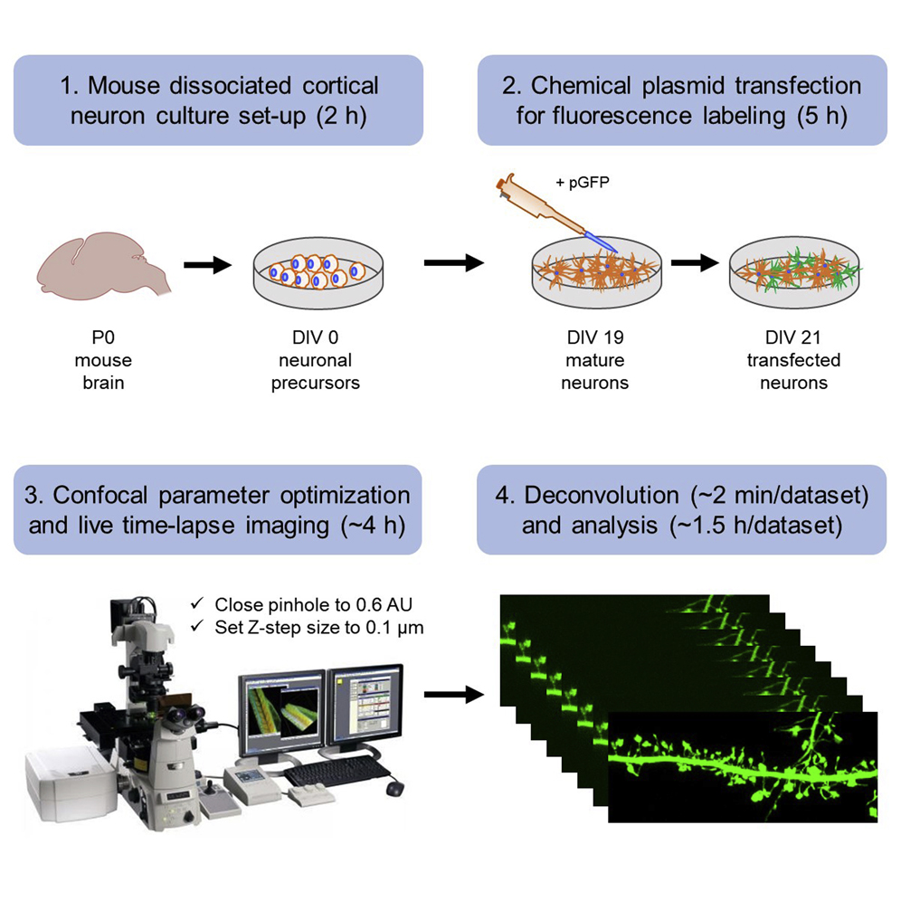 Cell Press: STAR Protocols