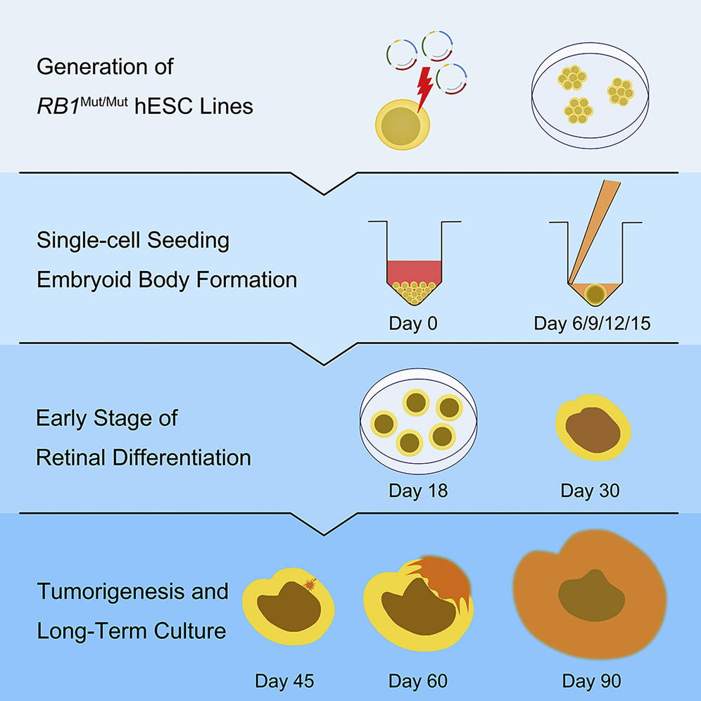 Cell Press: STAR Protocols