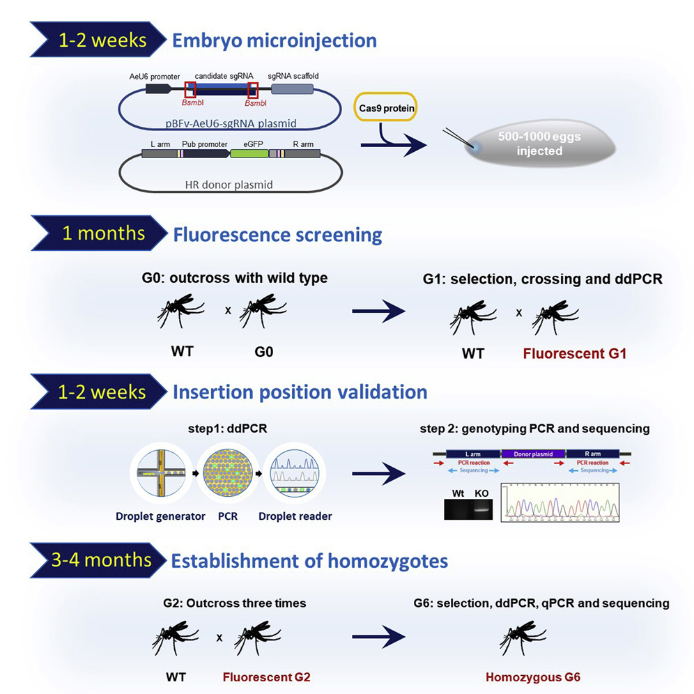 Cell Press: STAR Protocols