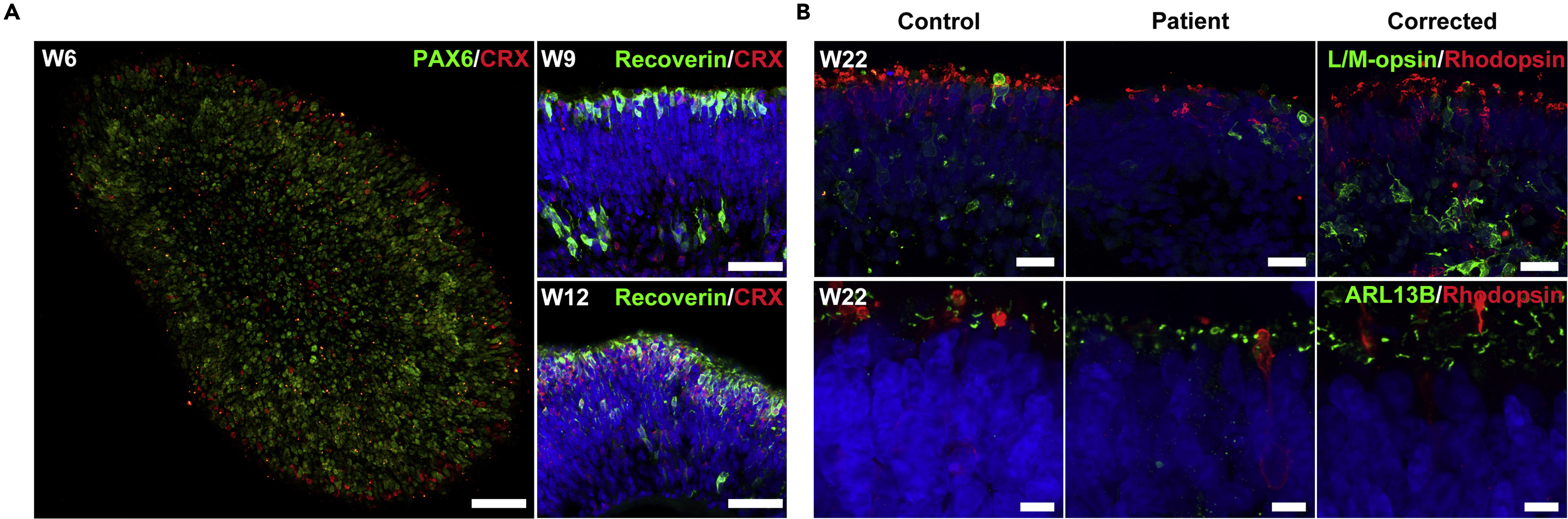 Cell Press: STAR Protocols
