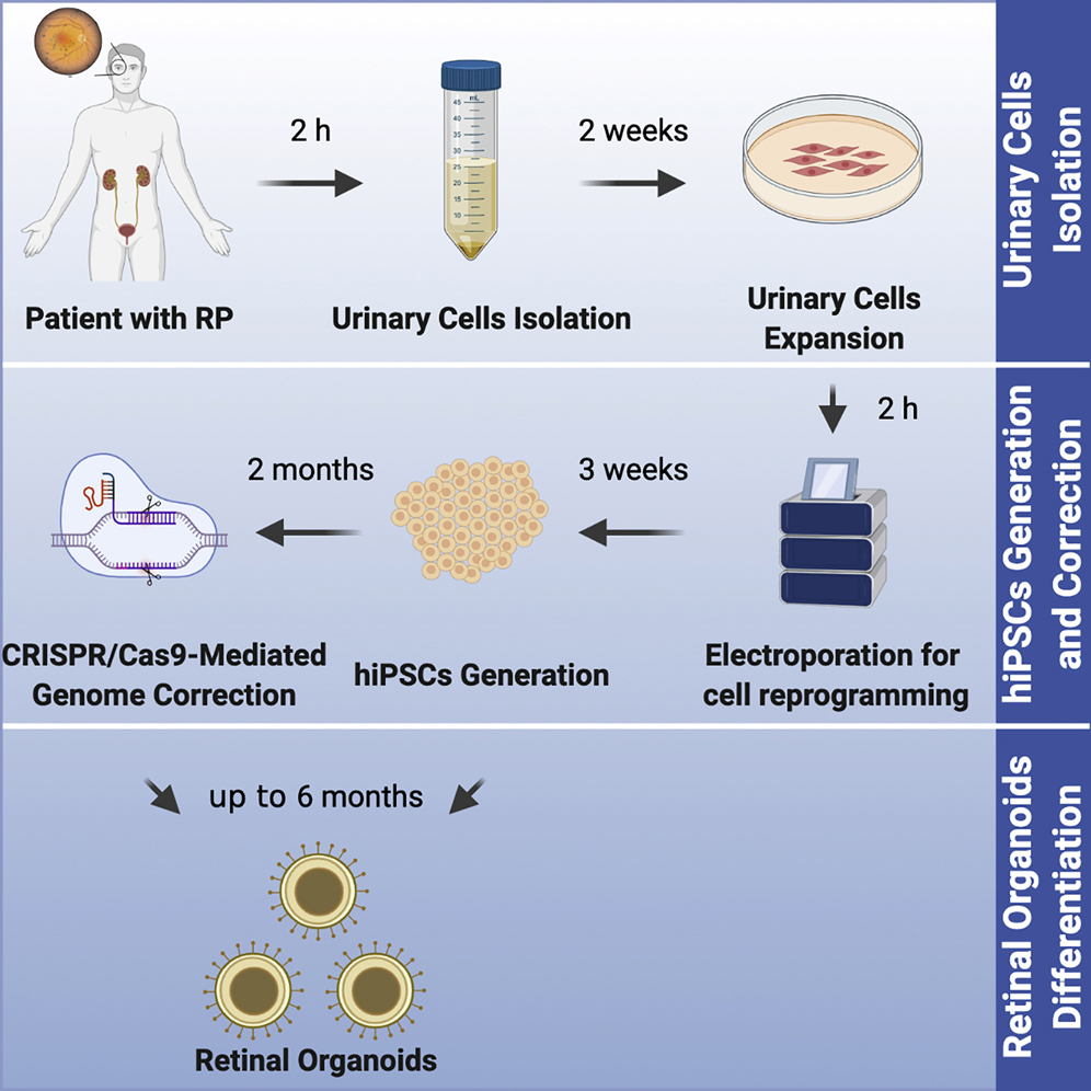 Cell Press: STAR Protocols