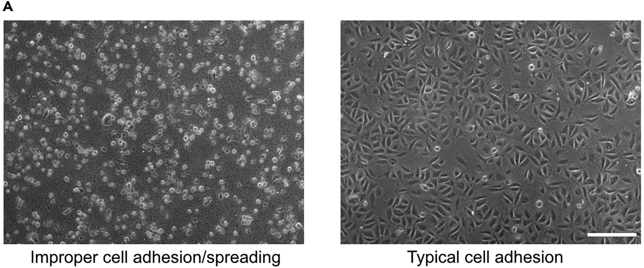 Cell Press: STAR Protocols