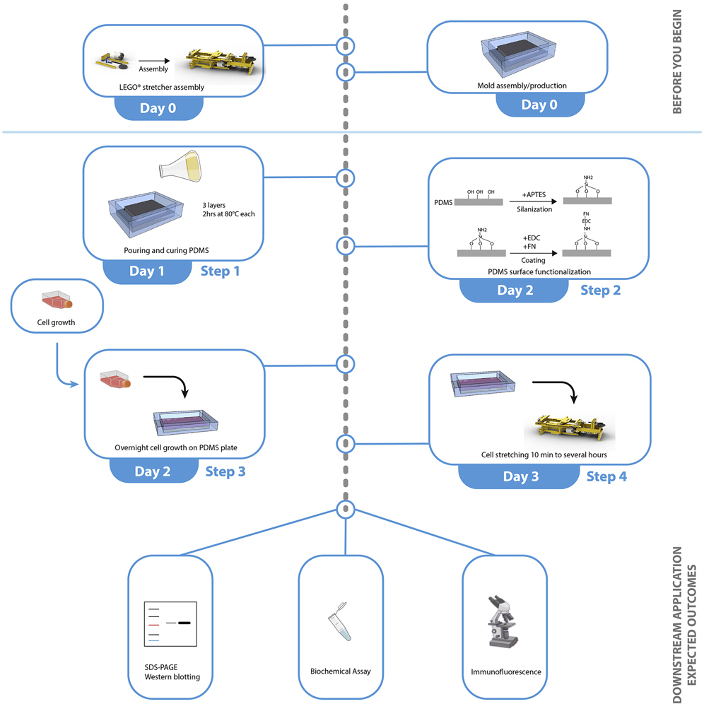 Cell Press: STAR Protocols