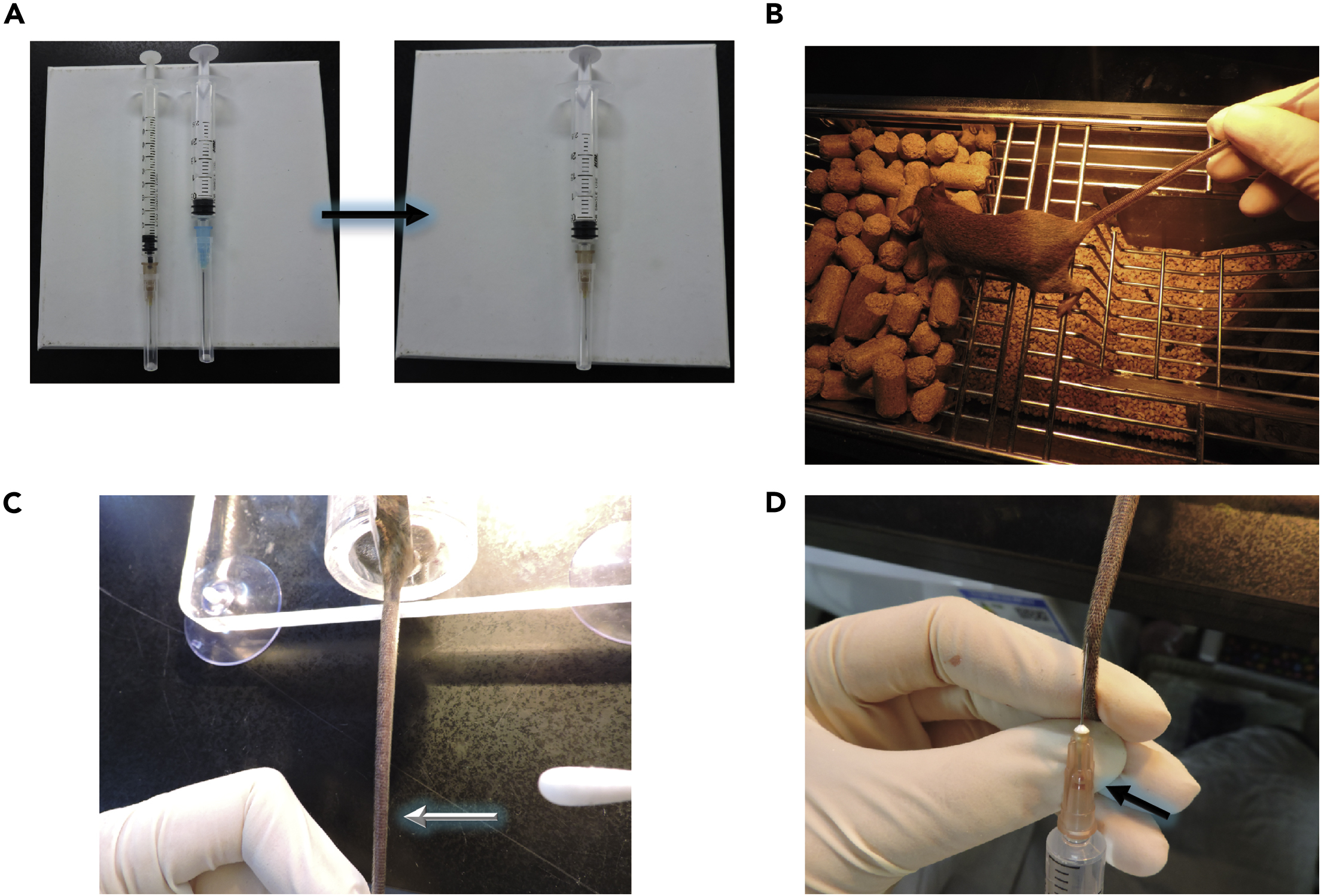 Cell Press: STAR Protocols