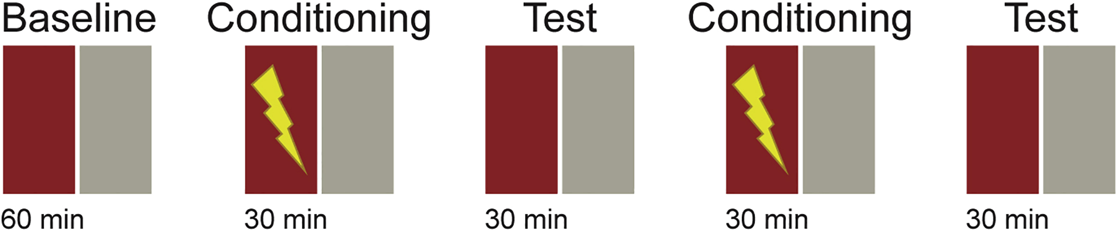 Cell Press: STAR Protocols