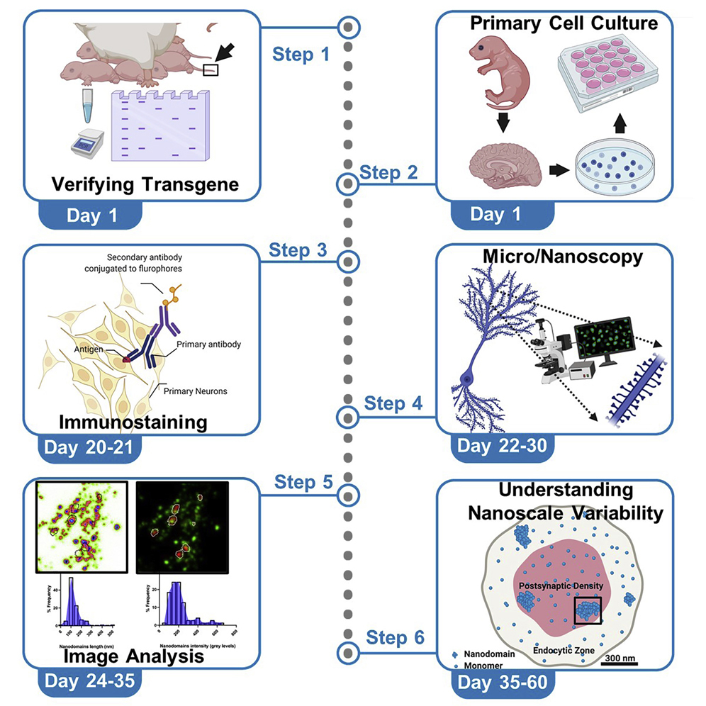 Cell Press: STAR Protocols