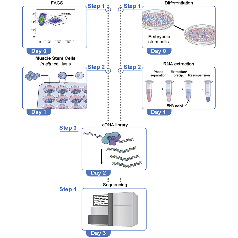 Cell Press: STAR Protocols