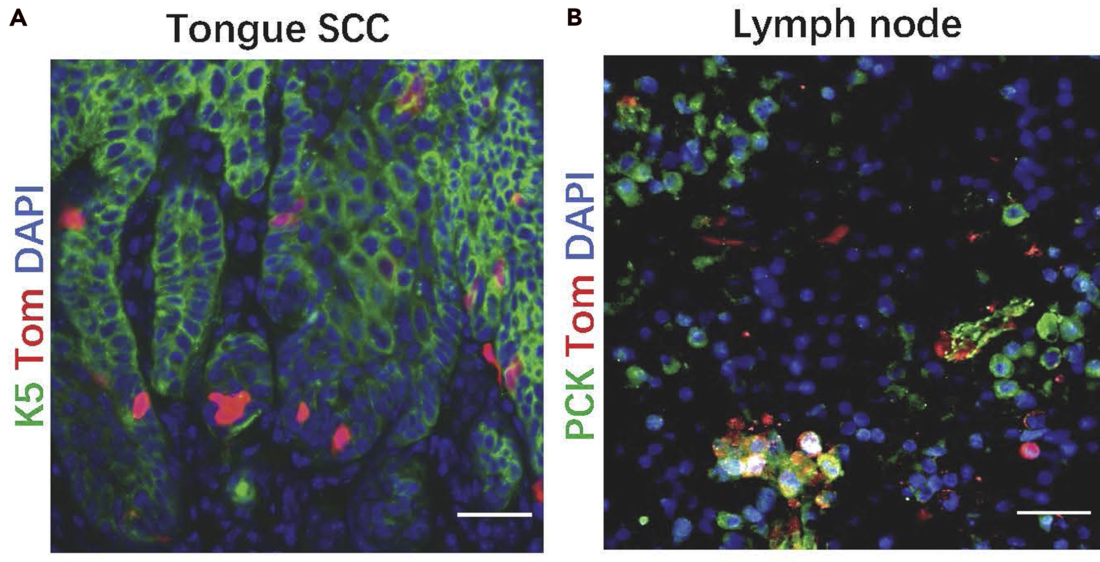 Cell Press: STAR Protocols