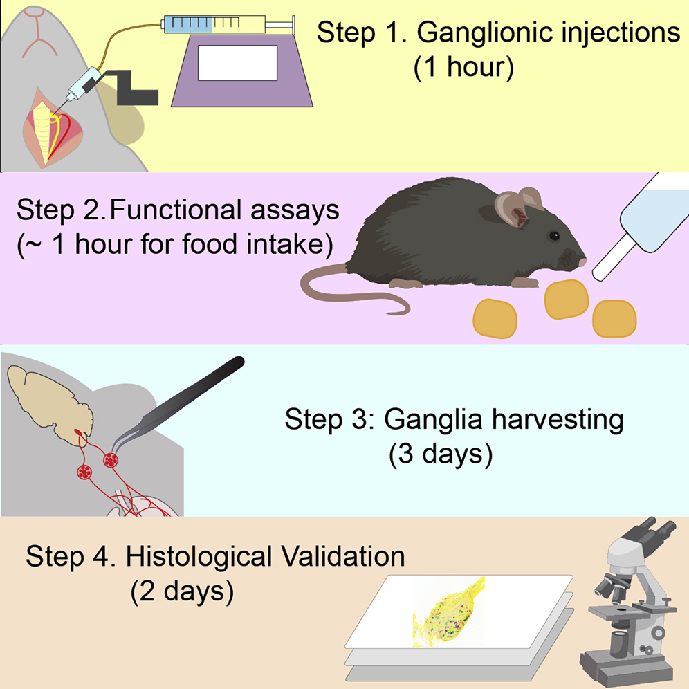 Cell Press: STAR Protocols