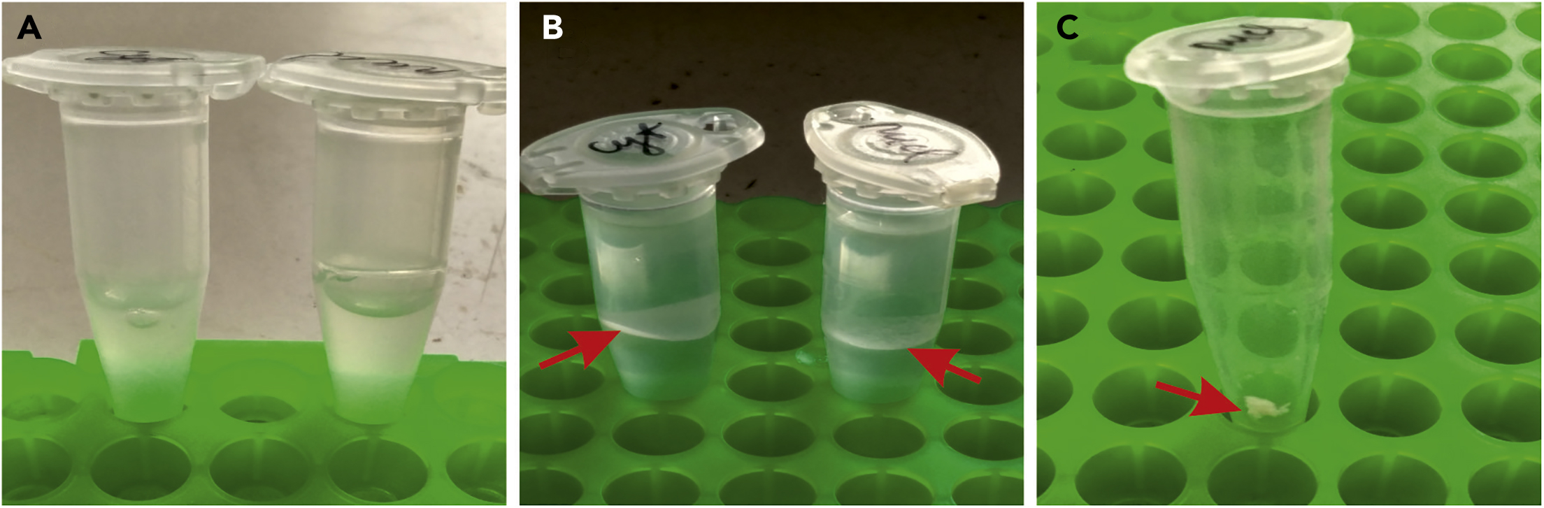 Cell Press: STAR Protocols