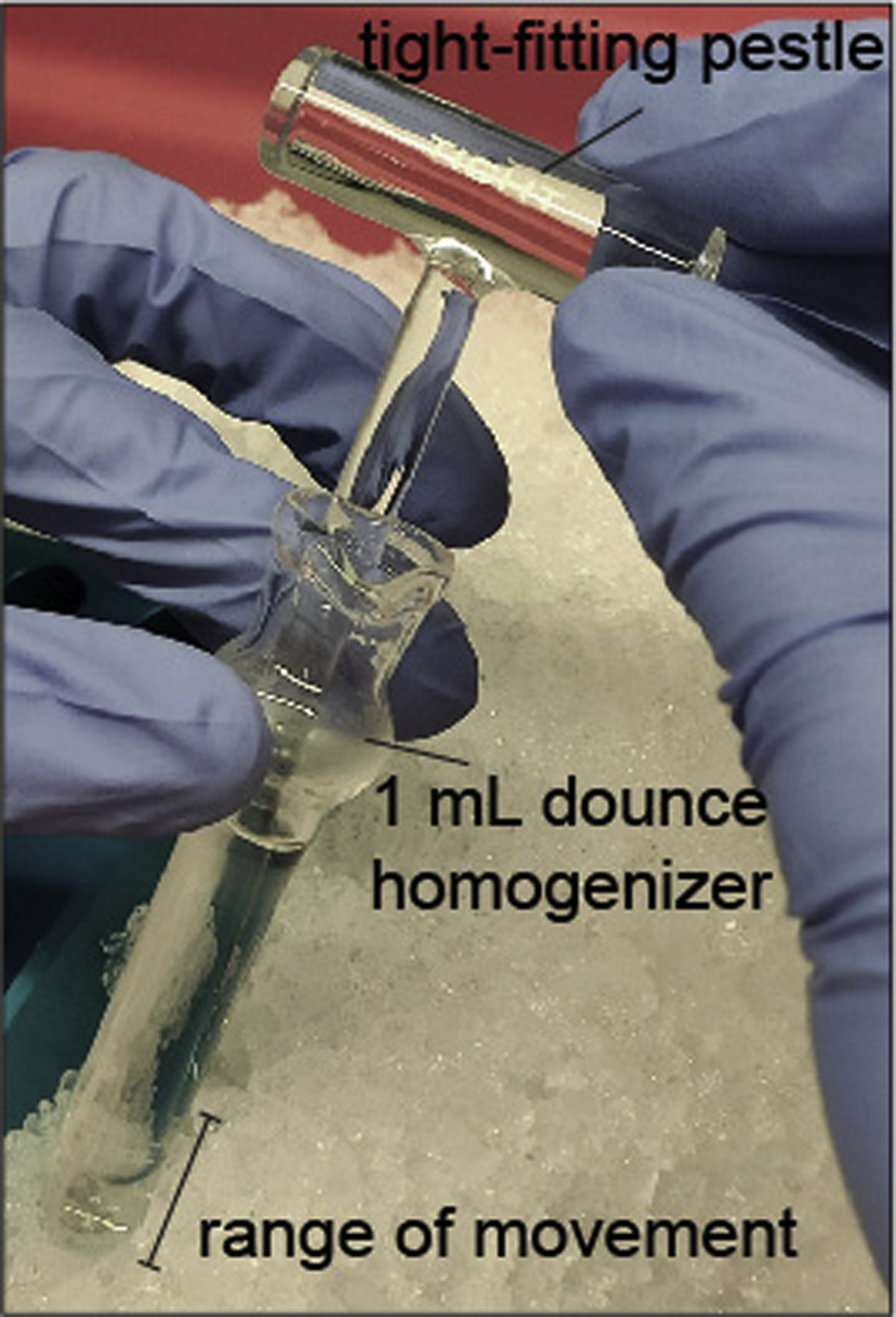 Cell Press: STAR Protocols