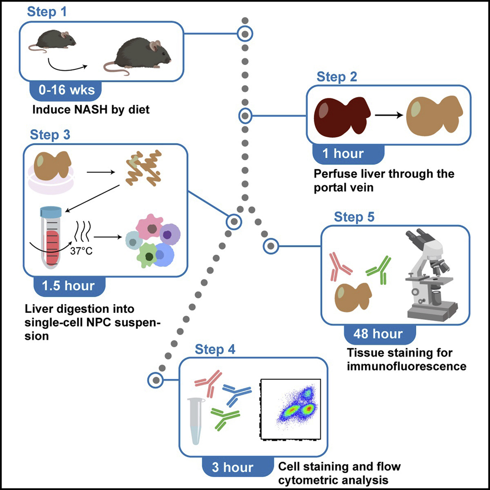 Cell Press: STAR Protocols