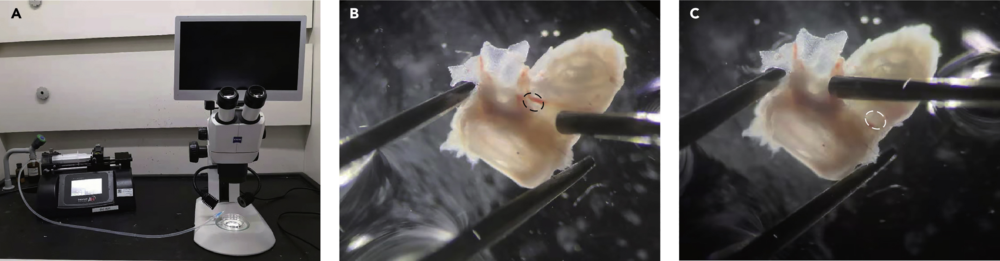 Cell Press: STAR Protocols