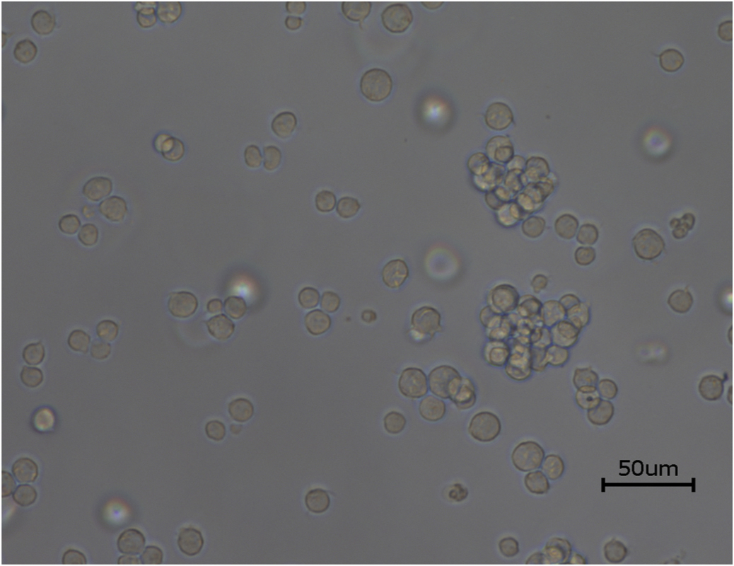 Cell Press: STAR Protocols