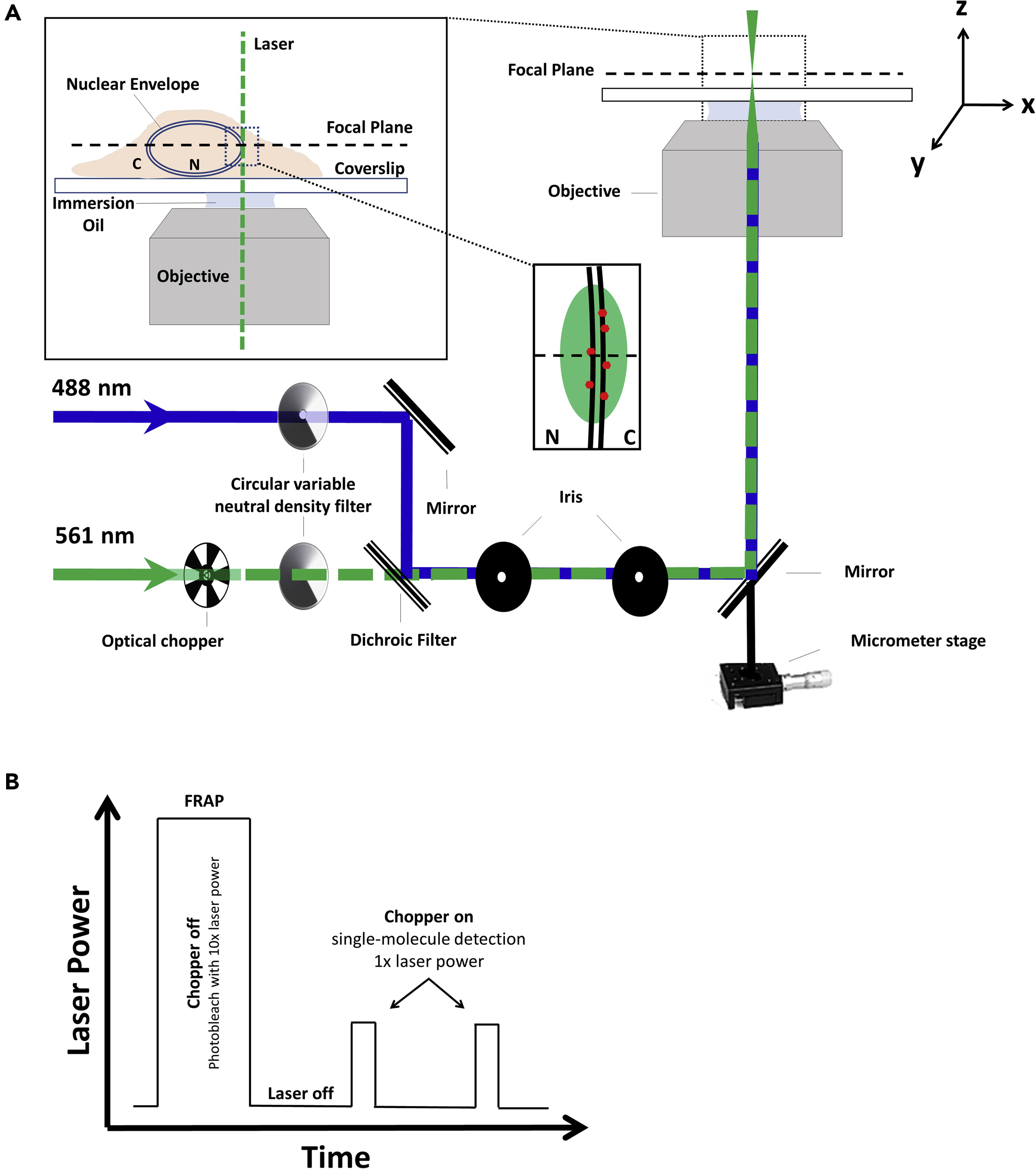 Cell Press: STAR Protocols