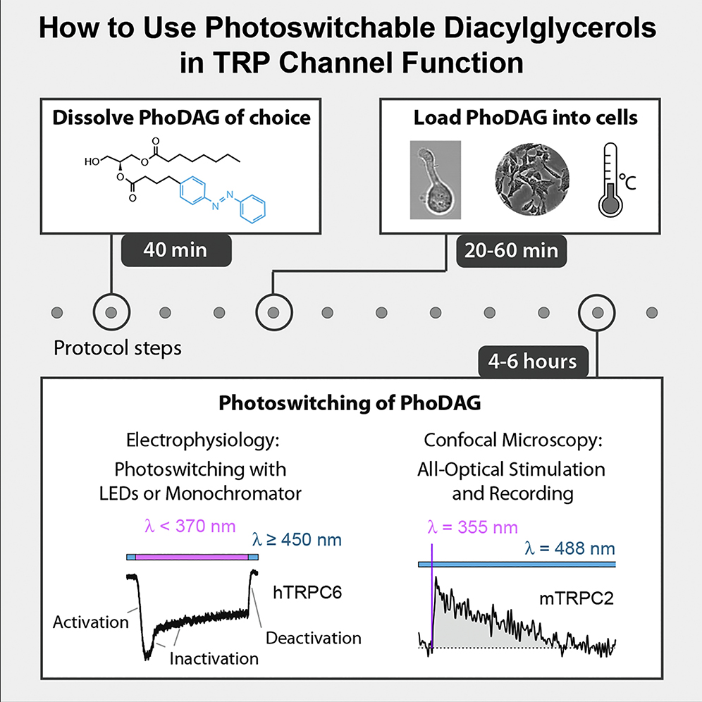 Cell Press: STAR Protocols