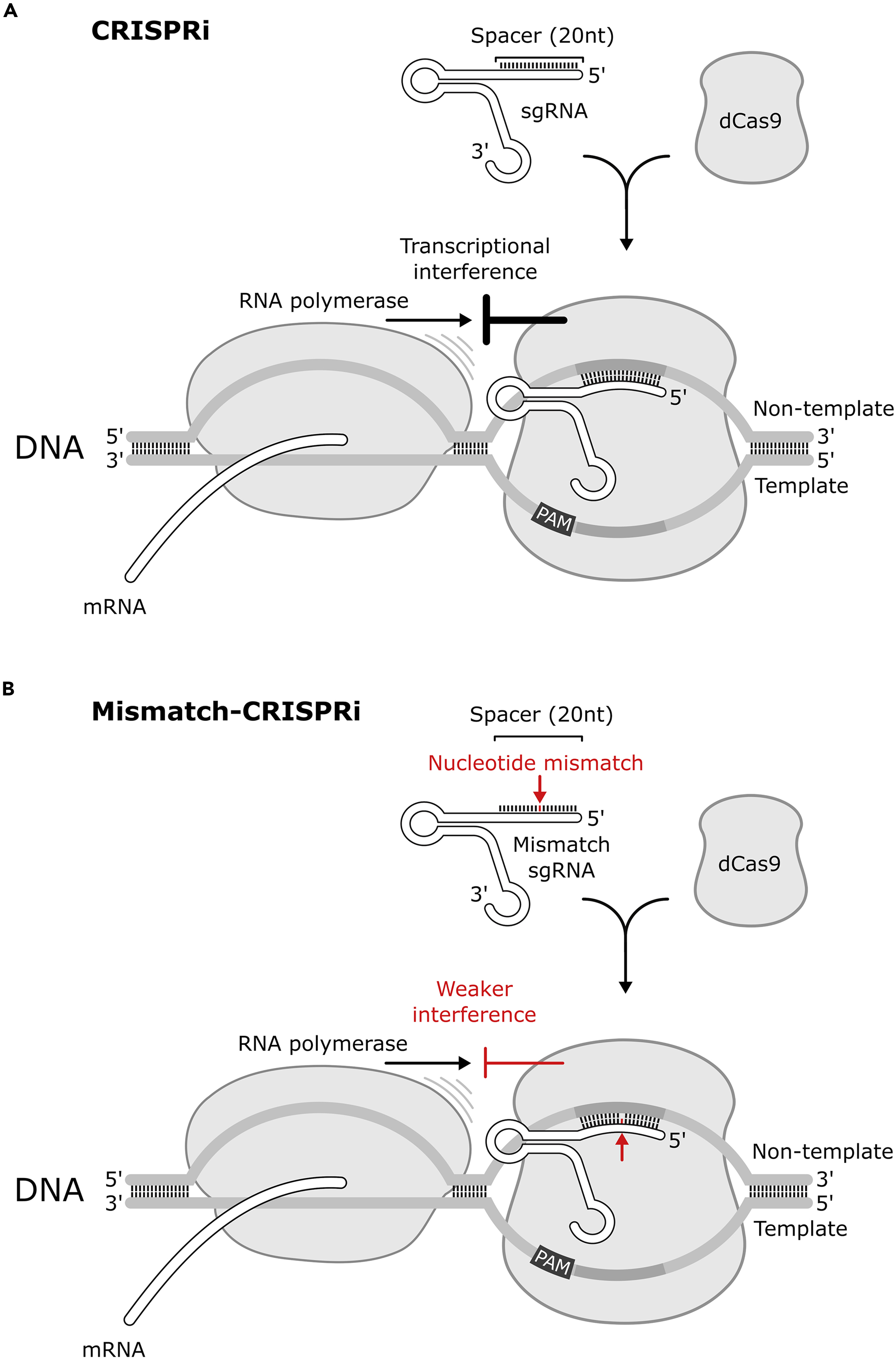 Cell Press: STAR Protocols