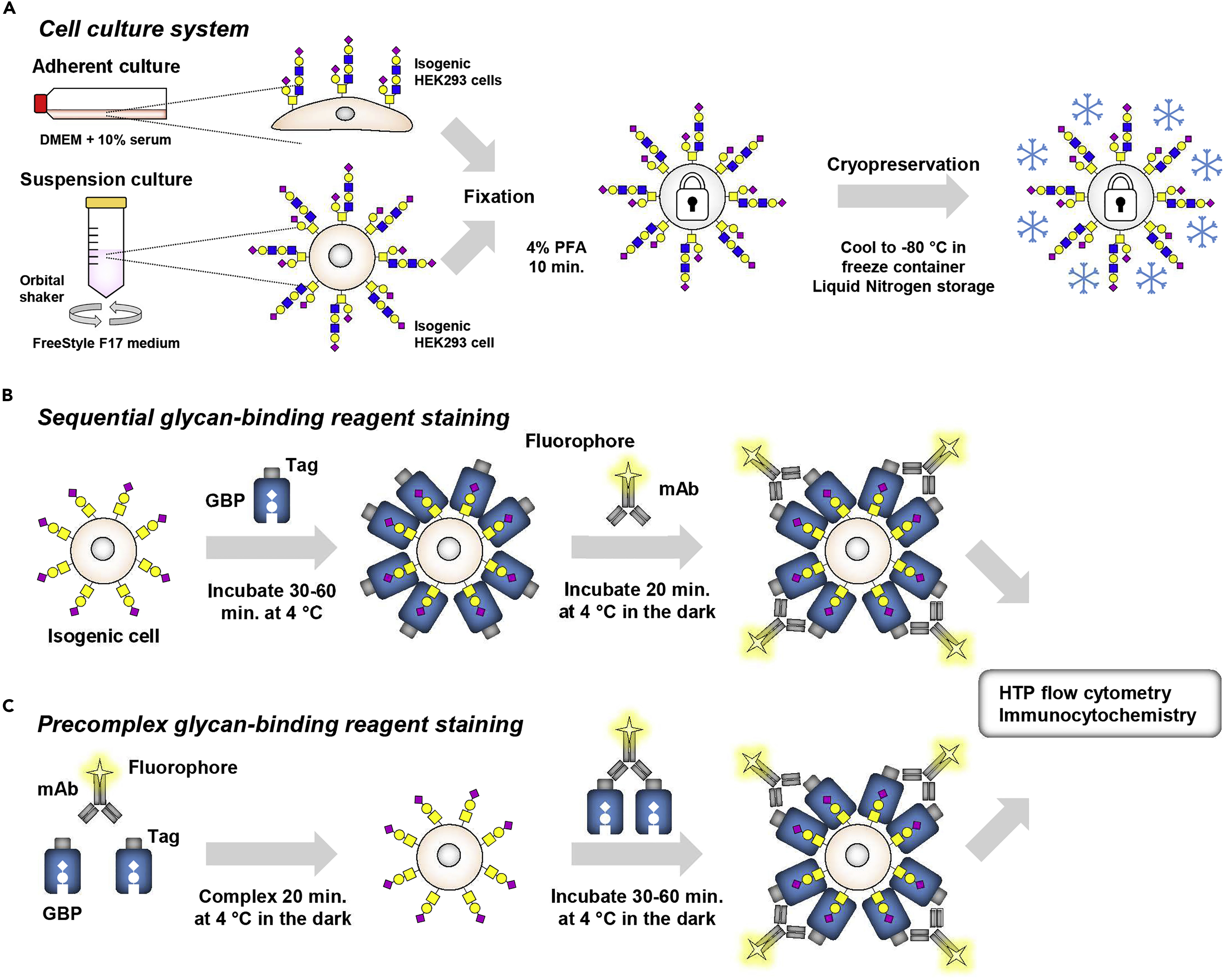 Cell Press: STAR Protocols