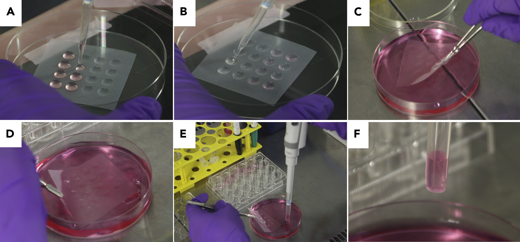 Cell Press: STAR Protocols