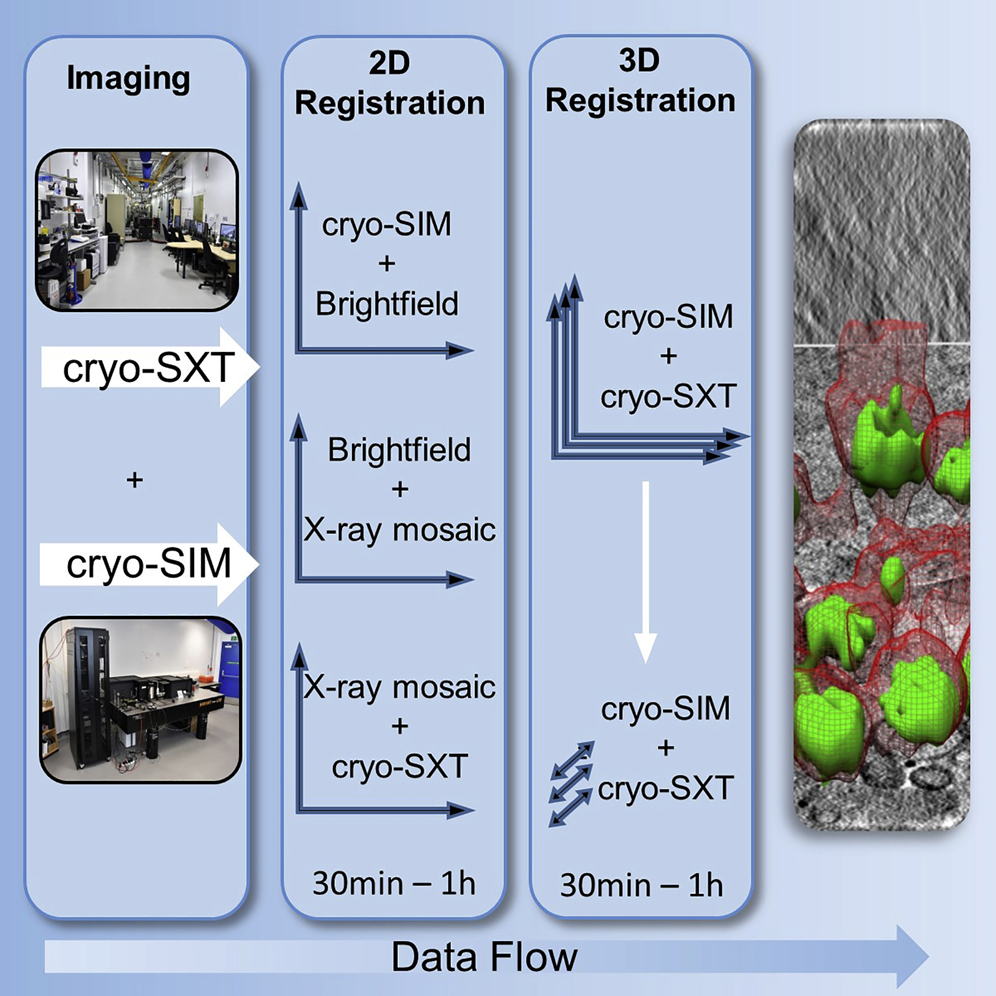 Cell Press: STAR Protocols
