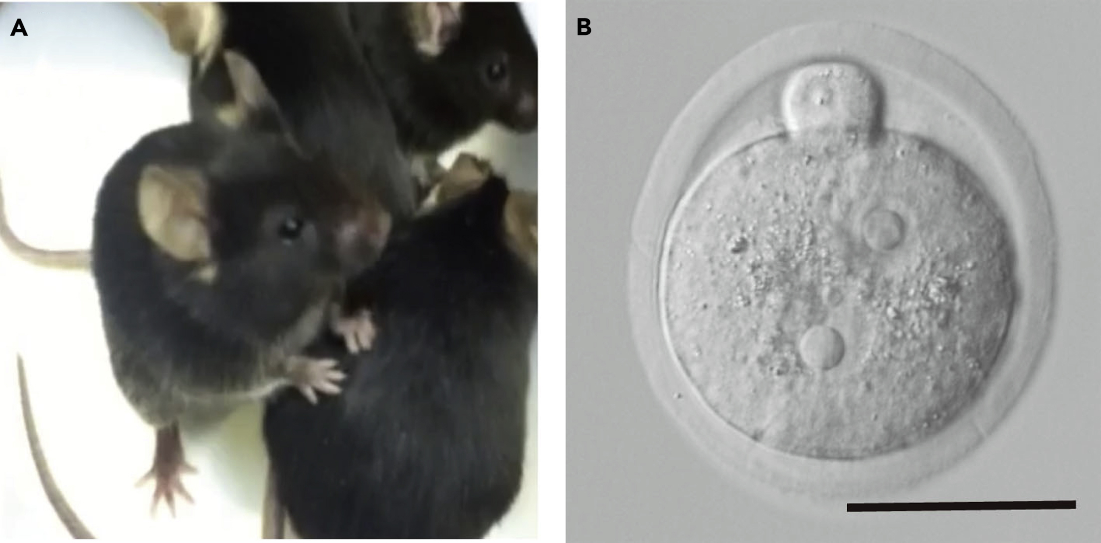 Cell Press: STAR Protocols