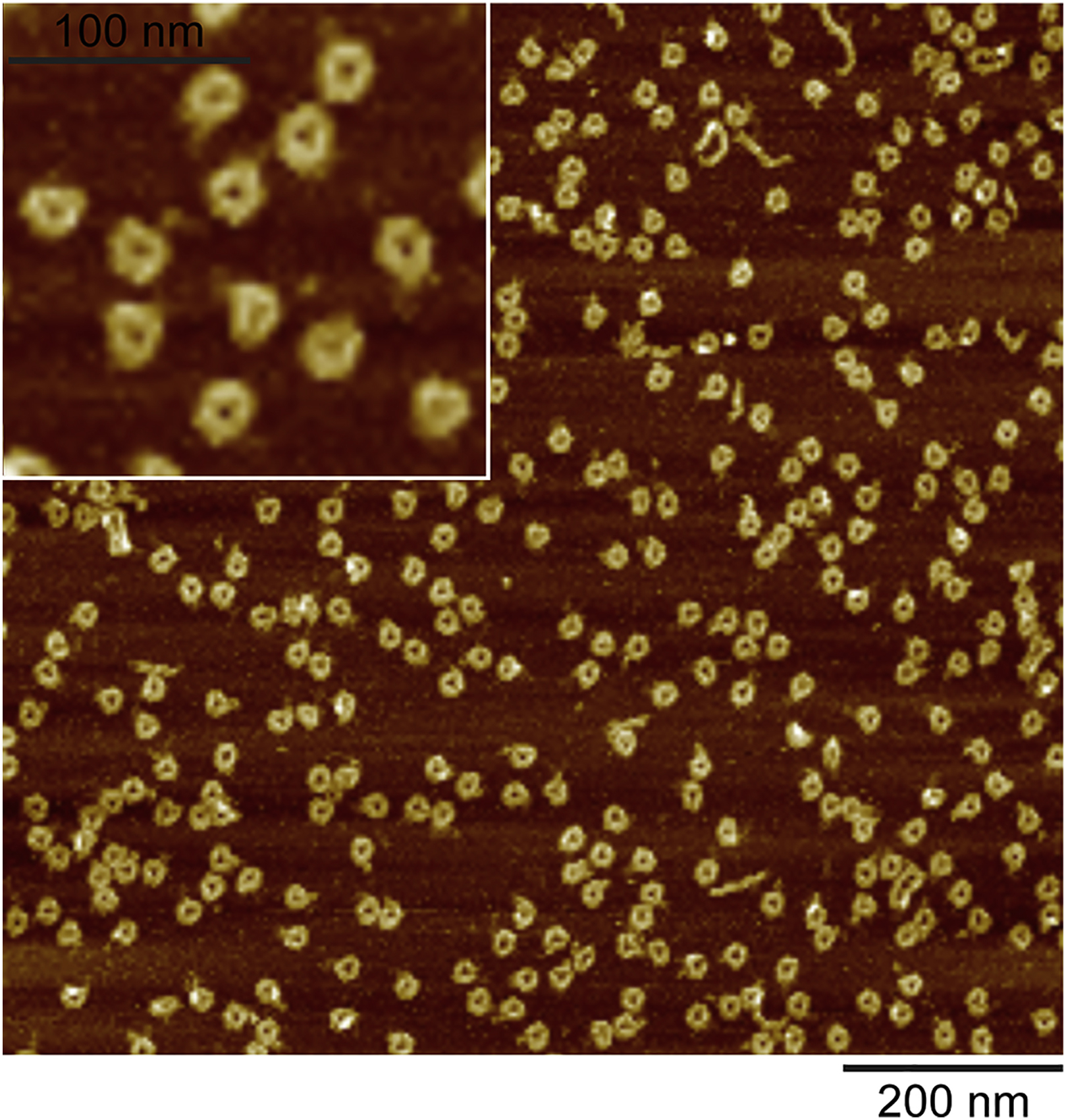Cell Press: STAR Protocols