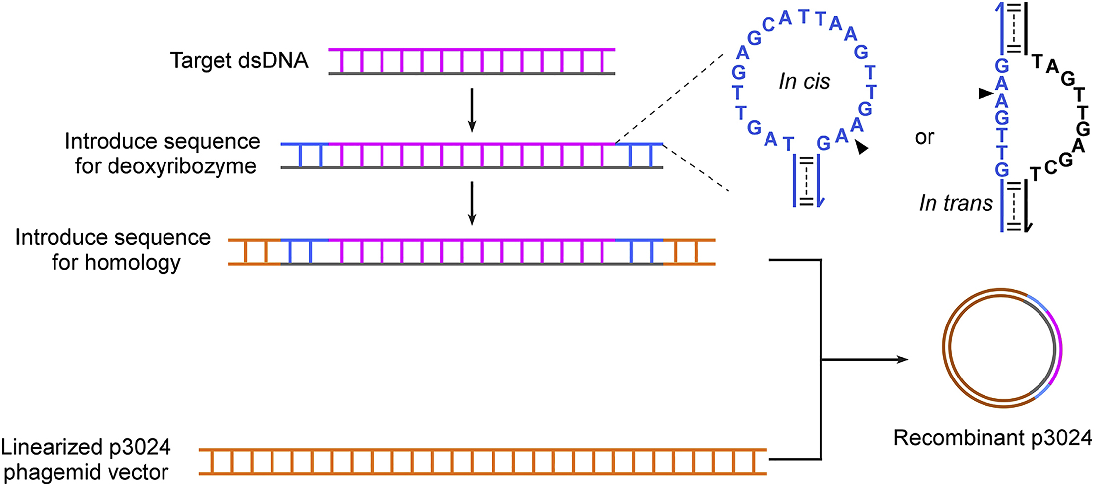 Cell Press: STAR Protocols