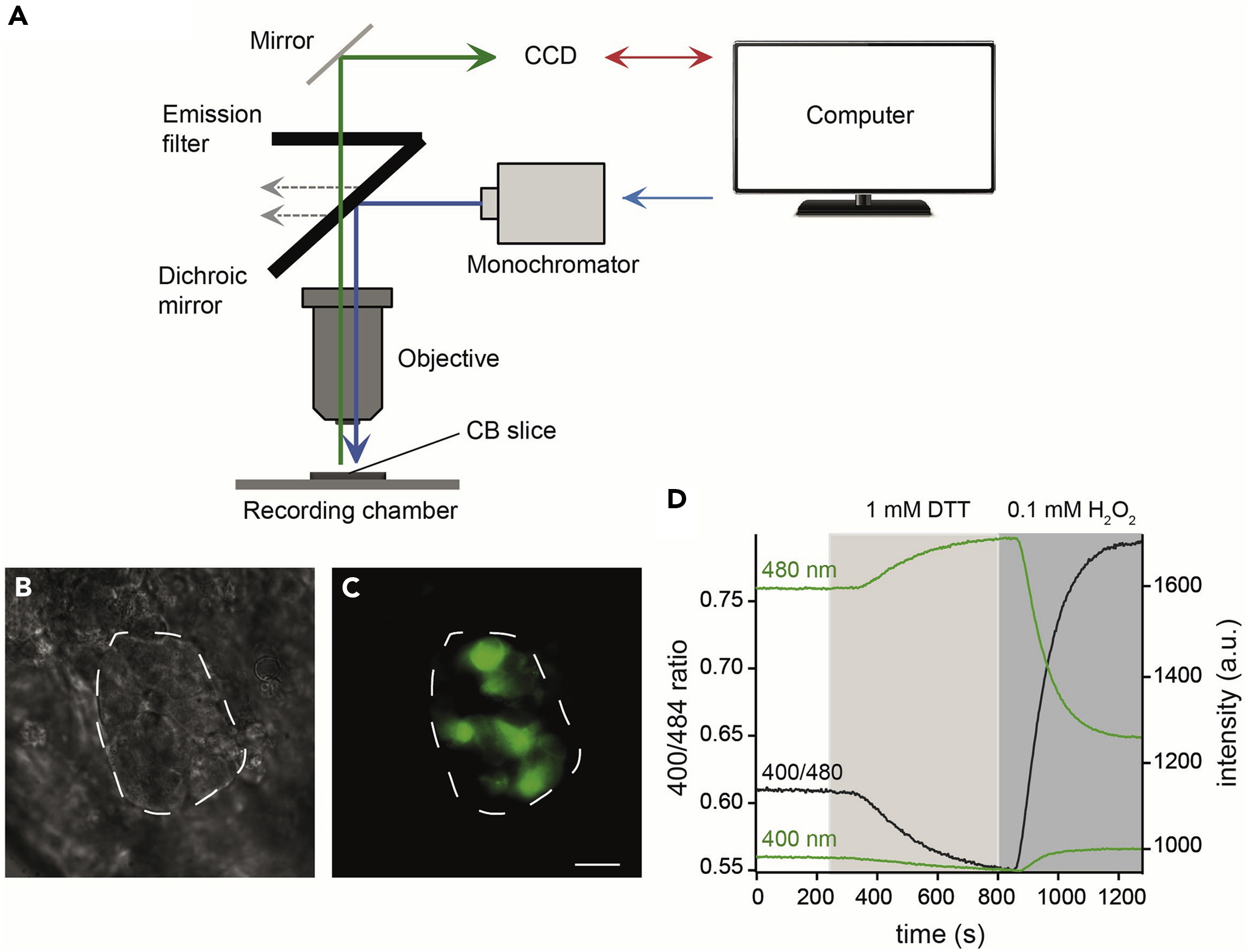Cell Press: STAR Protocols