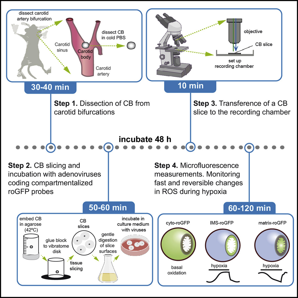 Cell Press: STAR Protocols