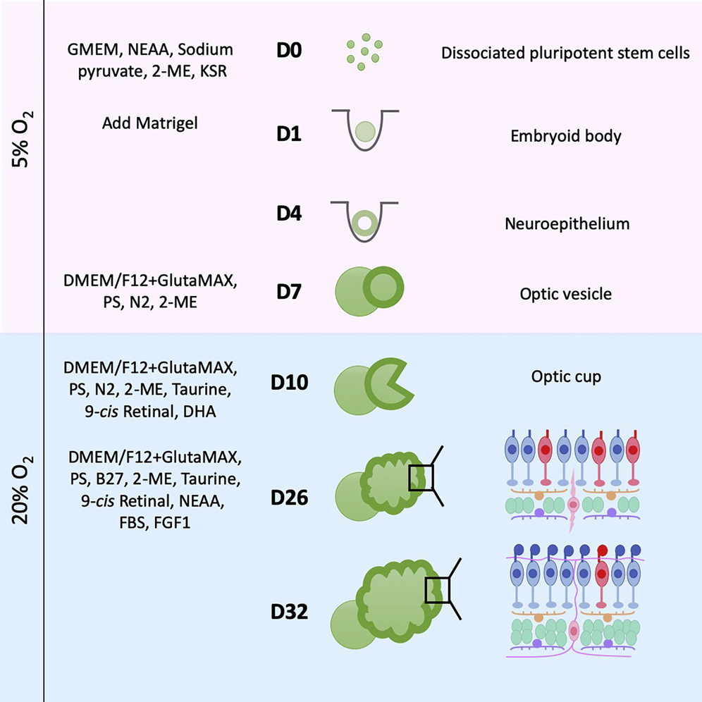 Cell Press: STAR Protocols