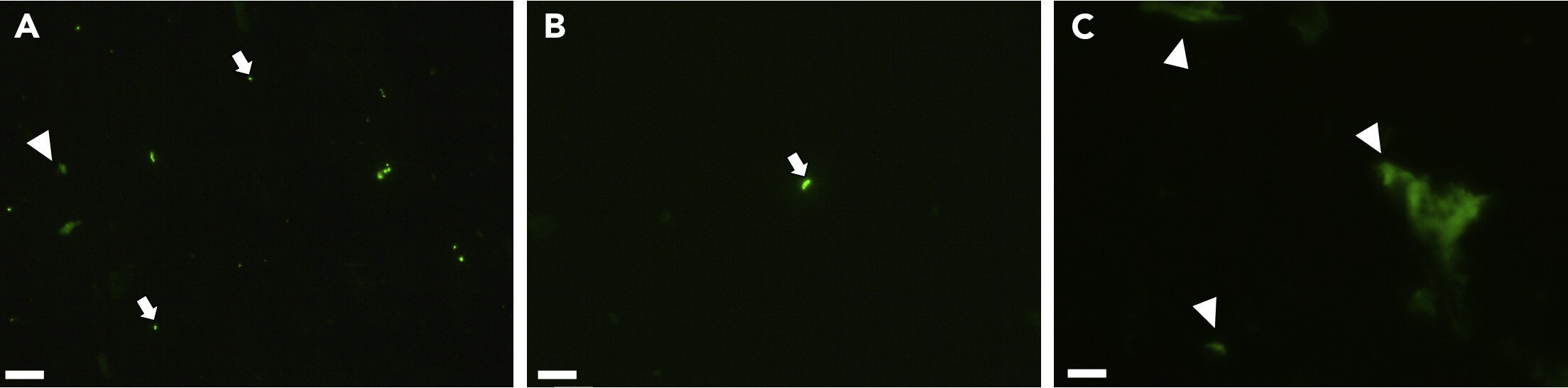 Cell Press: STAR Protocols