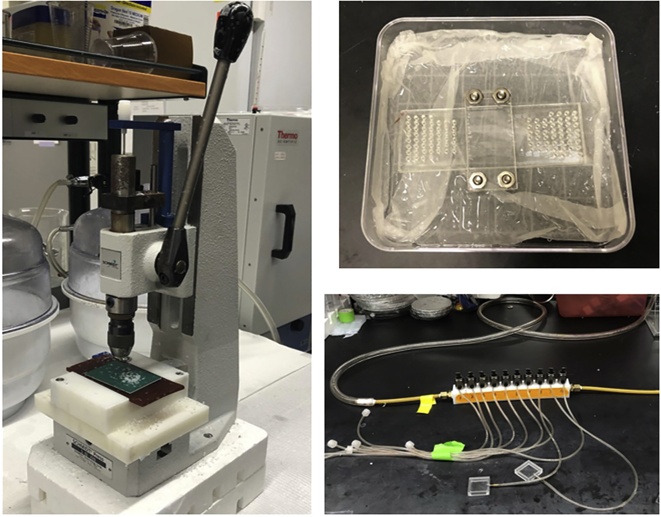 Cell Press: STAR Protocols