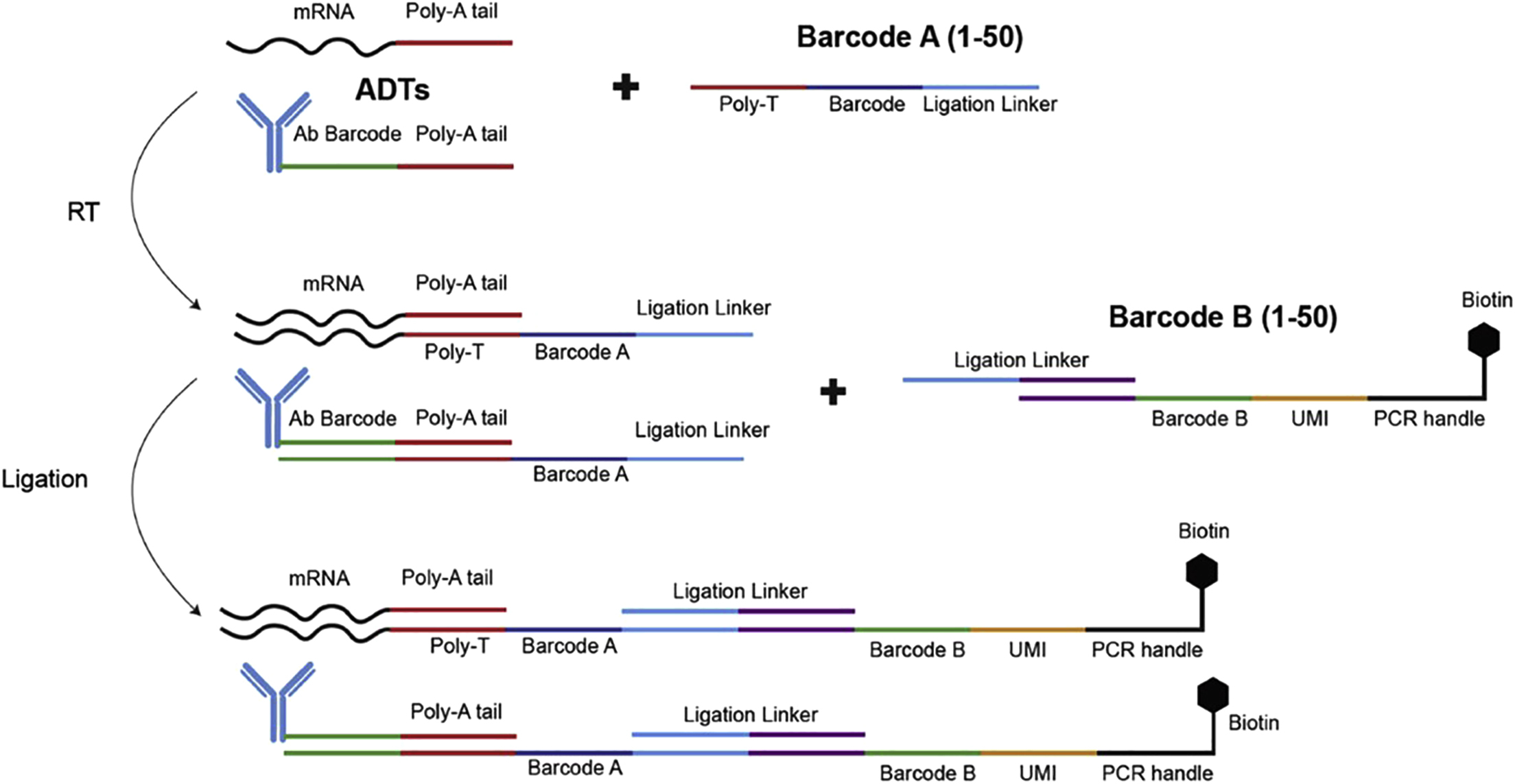 Cell Press: STAR Protocols