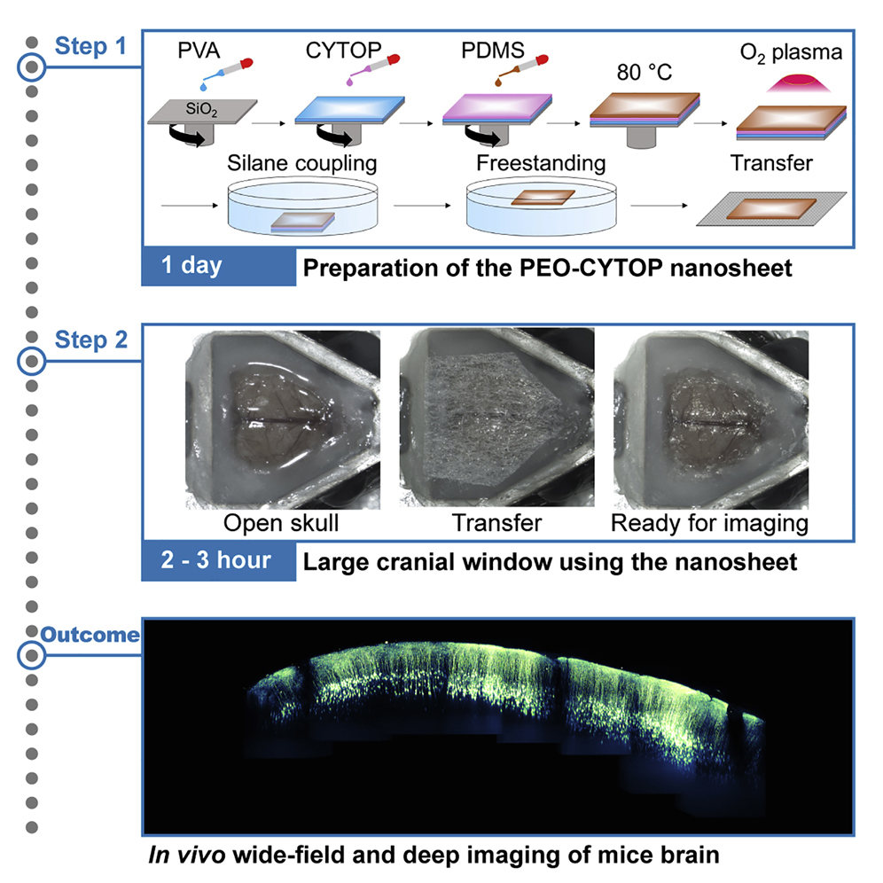 Cell Press: STAR Protocols