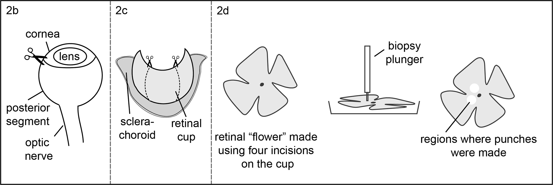 Cell Press: STAR Protocols