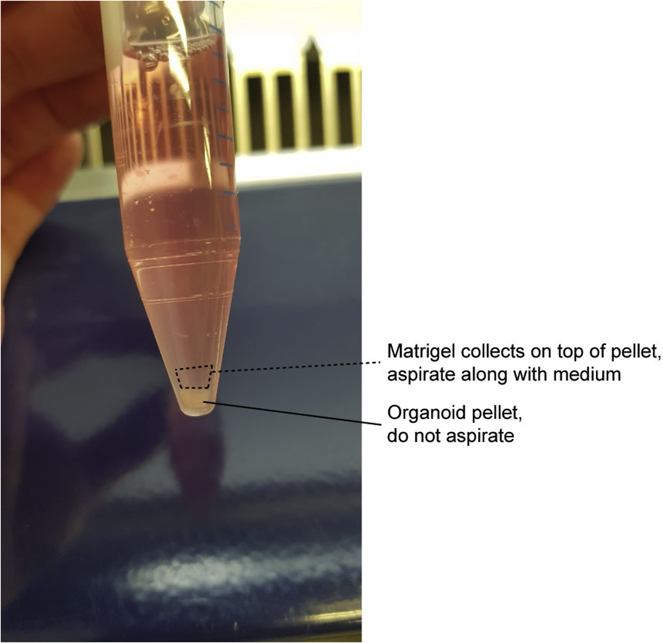Cell Press: STAR Protocols