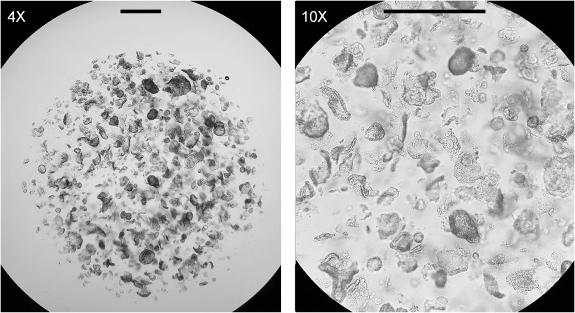 Cell Press: STAR Protocols