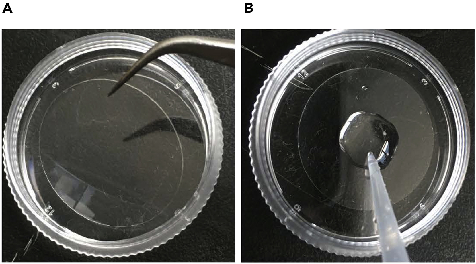 Cell Press: STAR Protocols