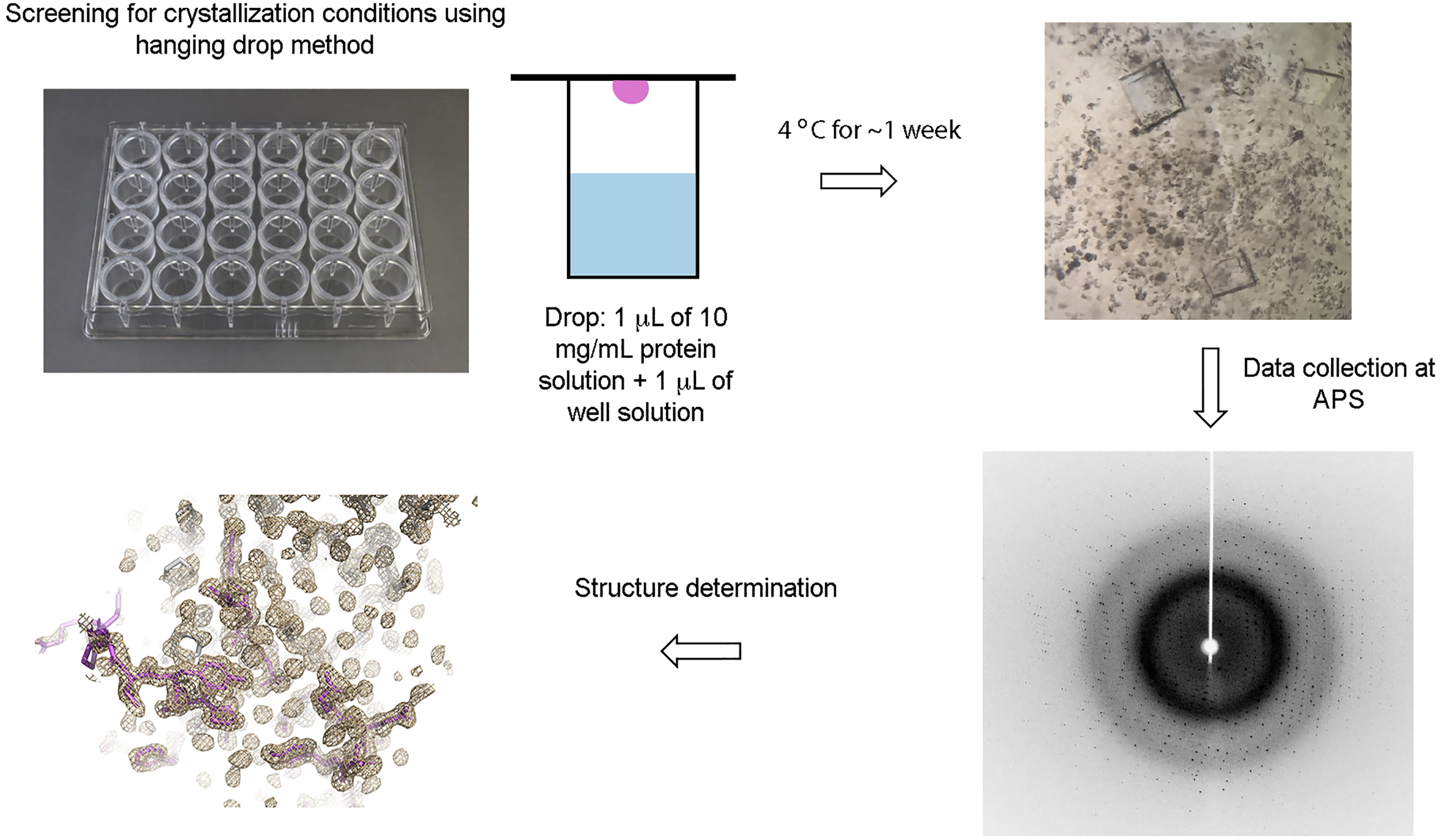 Cell Press: STAR Protocols