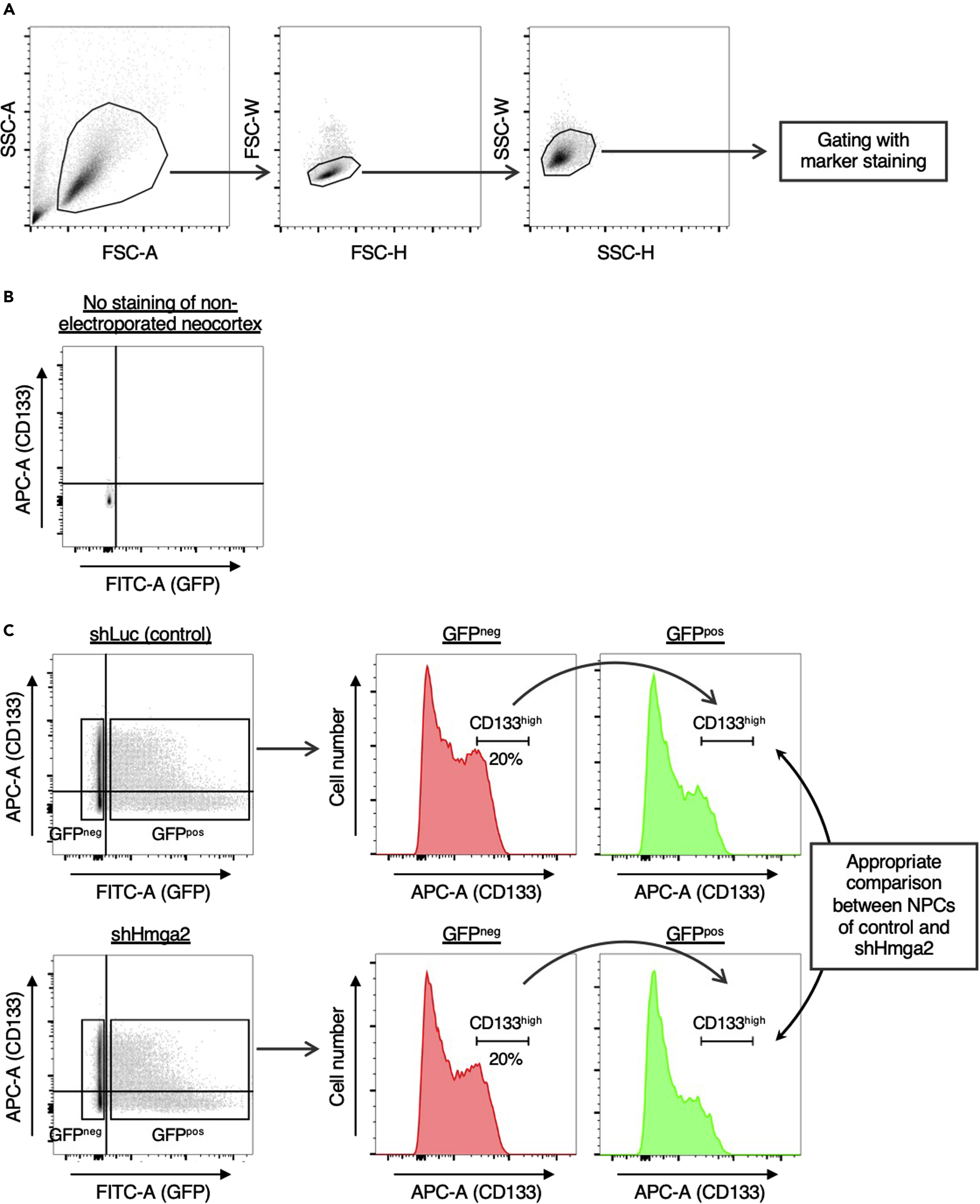 Cell Press: STAR Protocols